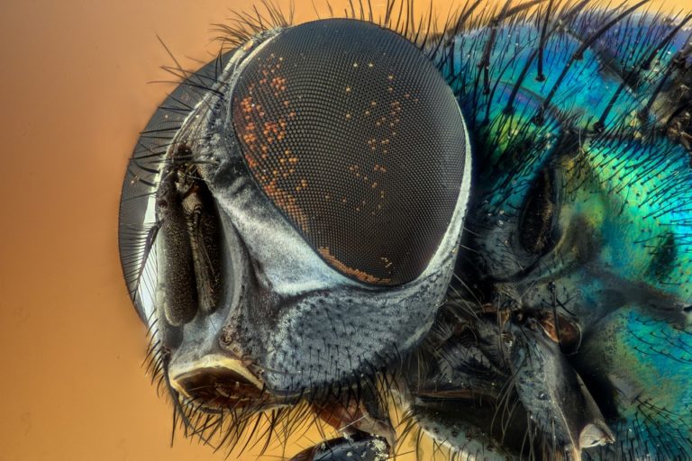 Nature is Intelligent: Pentagon Studies Insects for AI Biomimicry ...