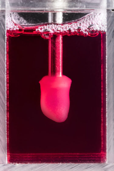 How Growing Mini Human Hearts Advances Precision Medicine, Drug Discovery