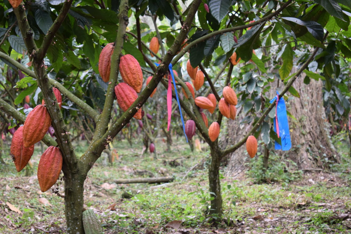 Agritech Is Helping Colombia's Farmers Grow Cacao Instead of Coca